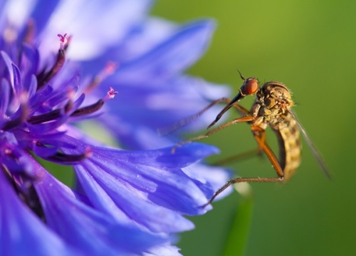 Ubodi insekata u proljeće - Biram zdravlje