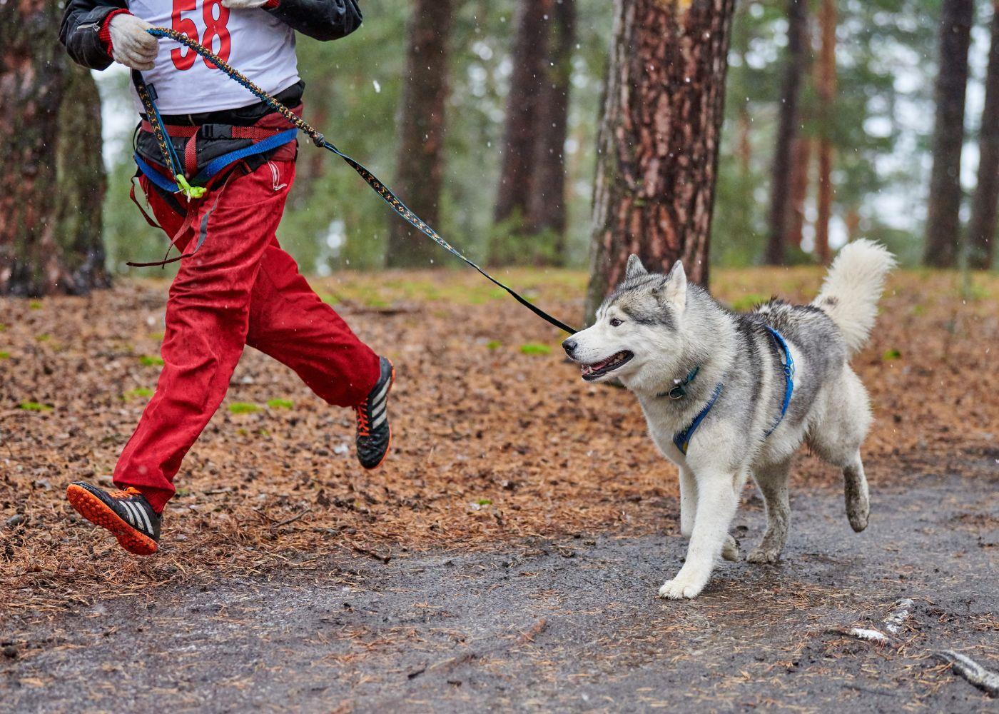 Osijek: Pridružite se trail avanturi sa svojim psom - Biram zdravlje